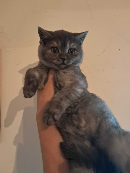 Продам вислоухих котят.