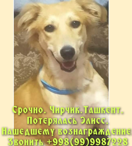 Потерялись. Белка -Чирчик.  Донна-Юнусабад