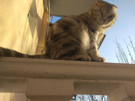 Вязка кошек. Скоттиш фолд мраморный окрас Табби