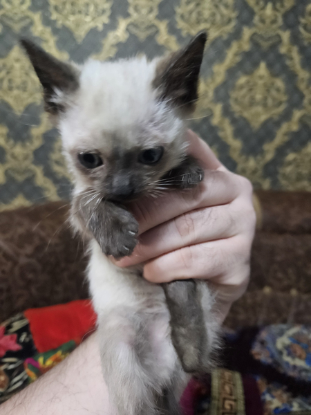 Сиамский пышык сатылады