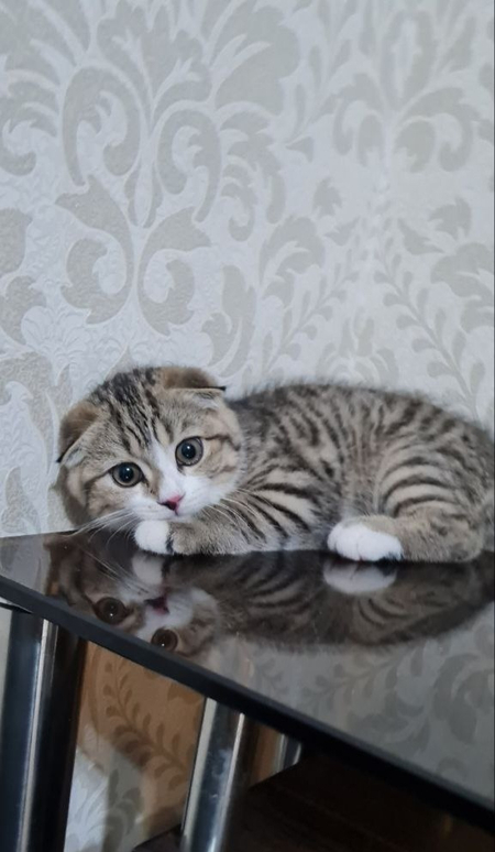Вислоухий/шотландец/скоттиш фолд/котенок