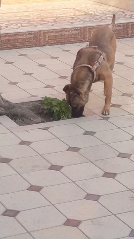 Pitbull  tozasidan