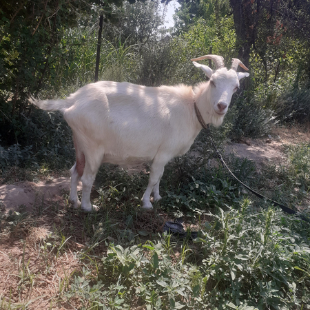 Zaddor sut beruvchi echkilar sotiladi