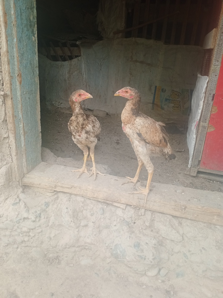 Mokiyonlar sotiladi