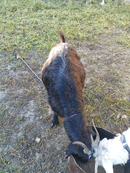 Ona bola echki tezda sotiladi