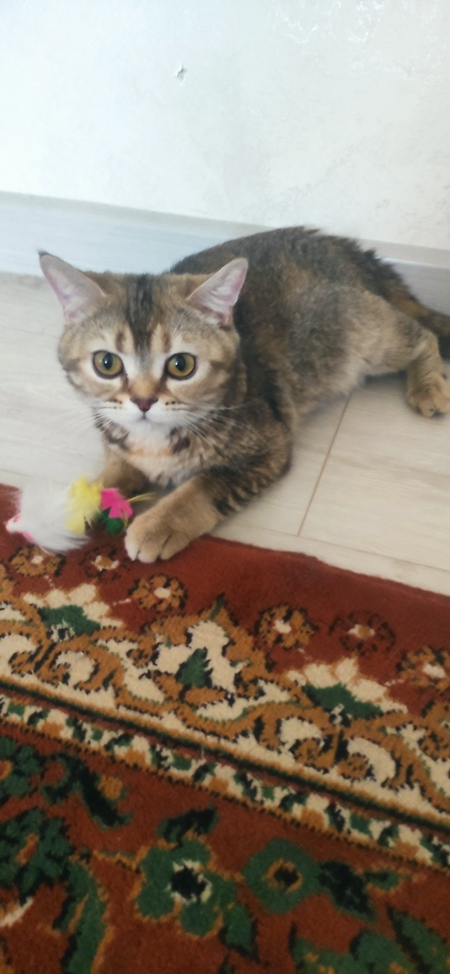 Котенок  золотая шиншилла
