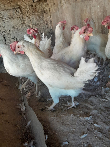 Tovuqlar sotiladi