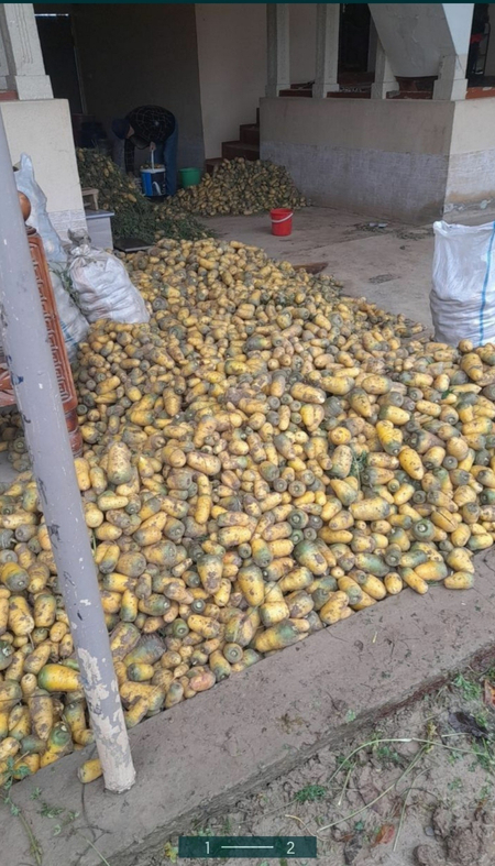 Molga yem sabzi narxi 600 som