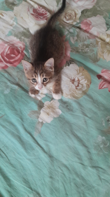 Котенок девочка 2 месяца