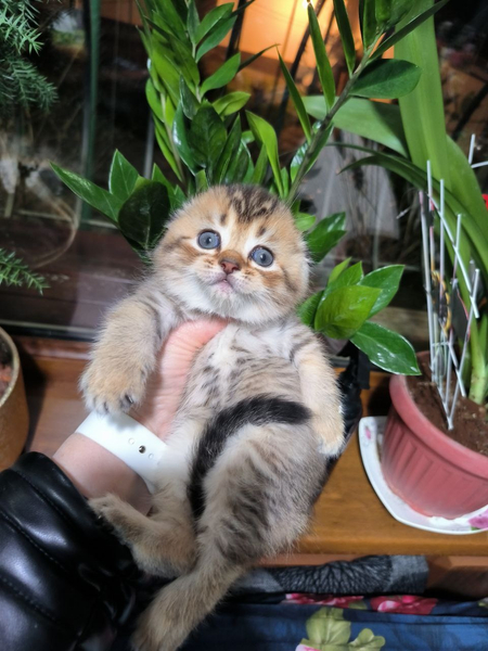 Шикарные малыши скотишь фолд золотая шиншилла