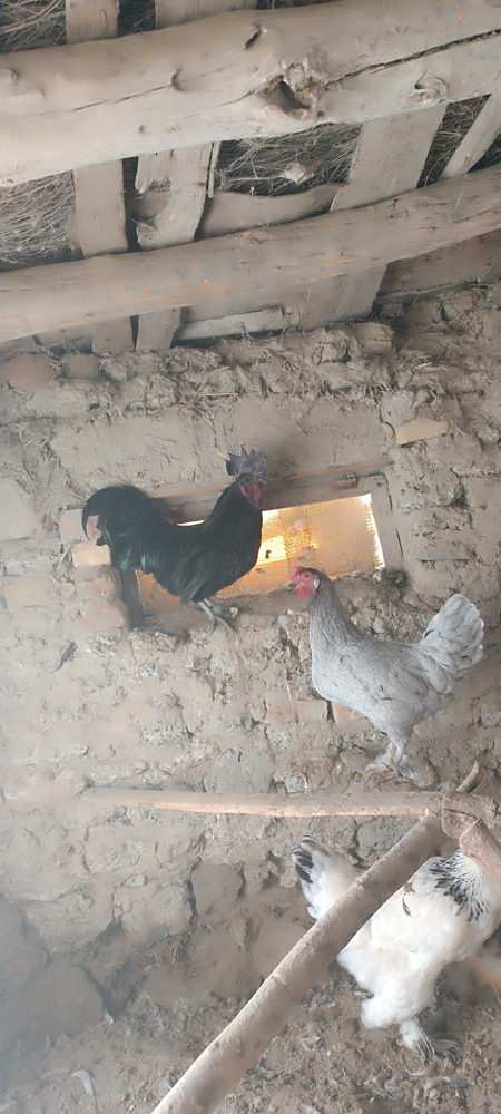 Ayam simani xoʻrozi sotiladi srochna sogʻlom