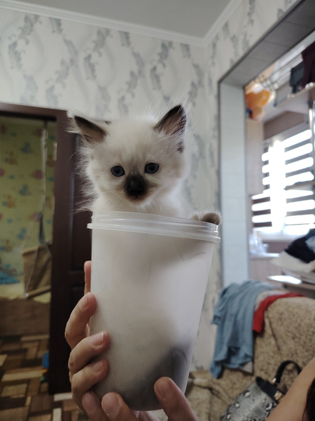 Породистие котятки. Siam mushuklar