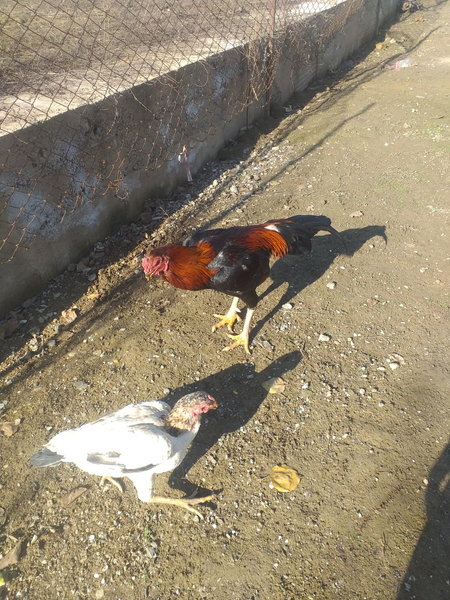 Xoroz tovuq dagan tovuq dagan horoz