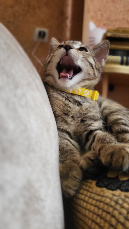 Котёнок в добрые руки