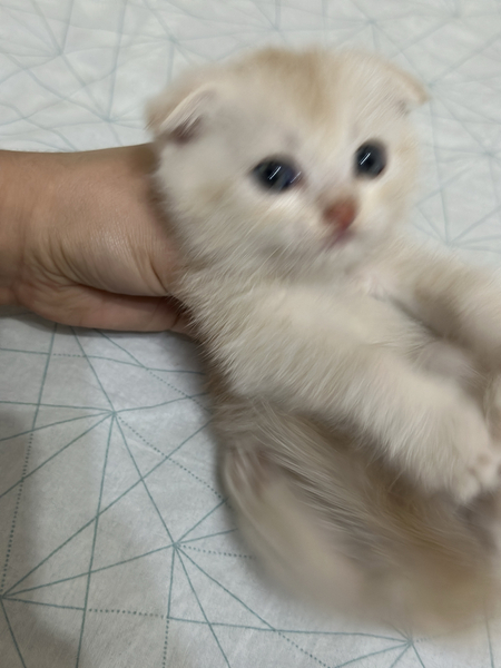 Чистокровные шотландские котята / Scottish fold toza qonli
