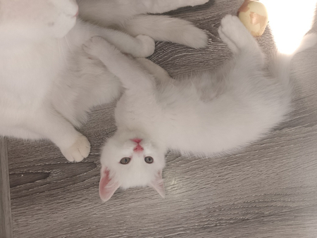 Котёнок,мальчик,пародистый