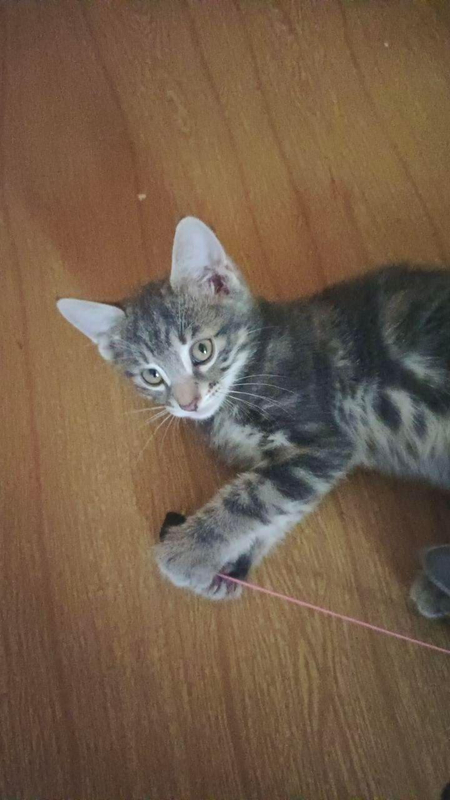 Котята даром в добрые руки