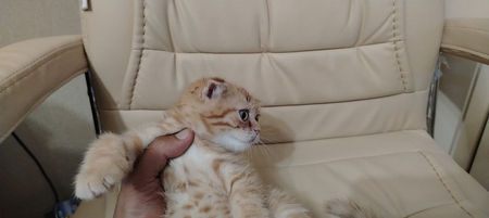 Шотландский вислоухий, мальчик котёнок котята  скоттиш фолд.