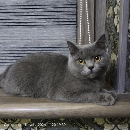 Кошка скоттиш страйт