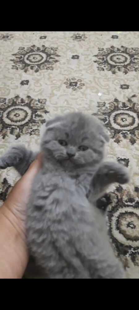 Вязка Красавец кот Скотиш фолд