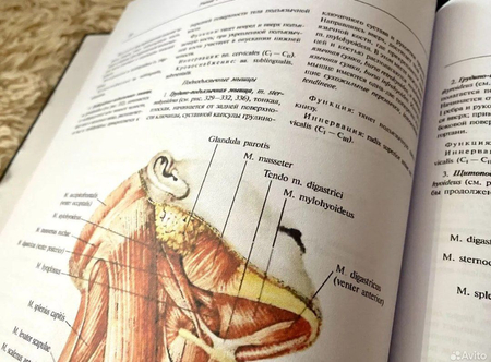 Синельников - анатомия человека, новый