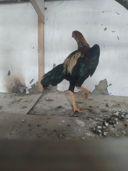Xoʻroz sotiladi aprelda chiqan