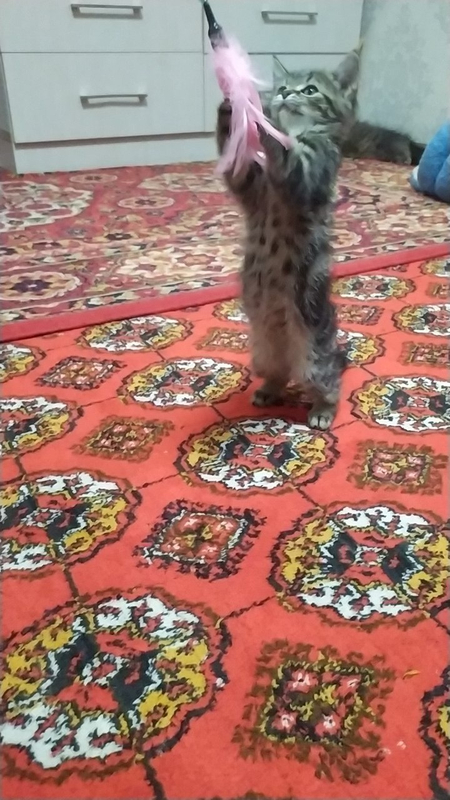 Прадаёться котята Мраморный Табби