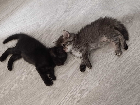 Котята в добрые руки