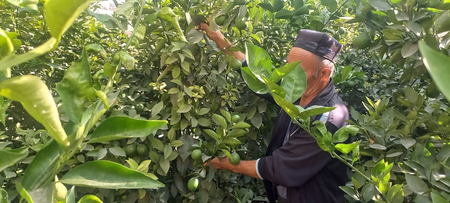 Limon  koʻchatlar