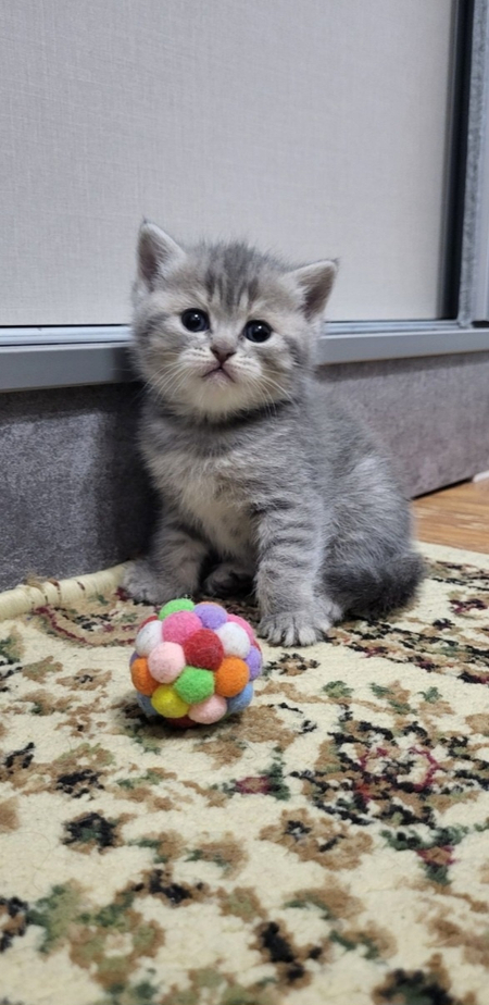 Породистые котята
