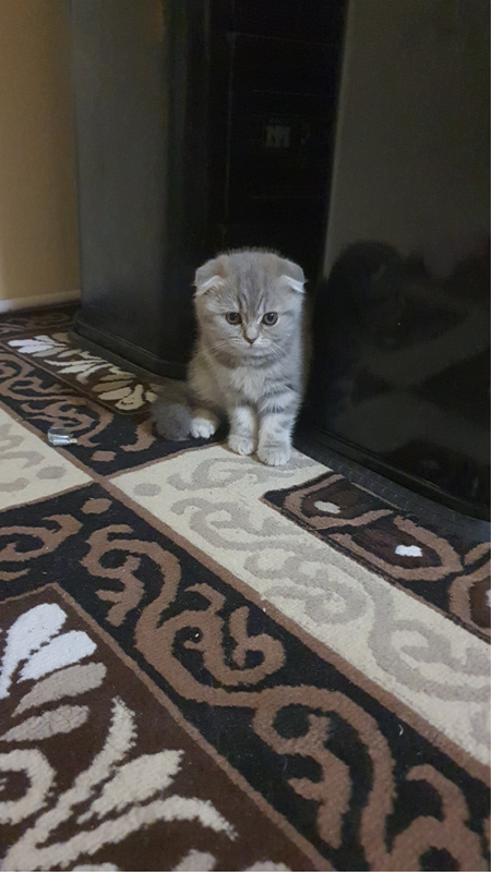 Сотилади Фаргона