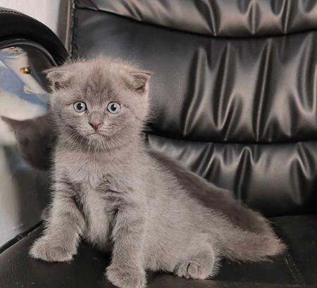 Котенок Скоттиш Фолд Девочка