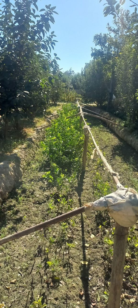 Limon  koʻchatlar