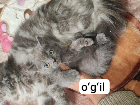 Продаются котята и мама хейланд фолд