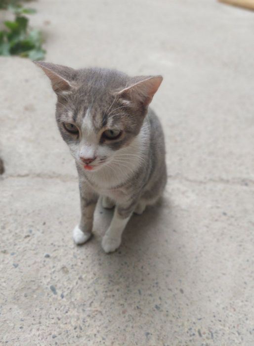Отдам котёнка в хорошие руки домашние