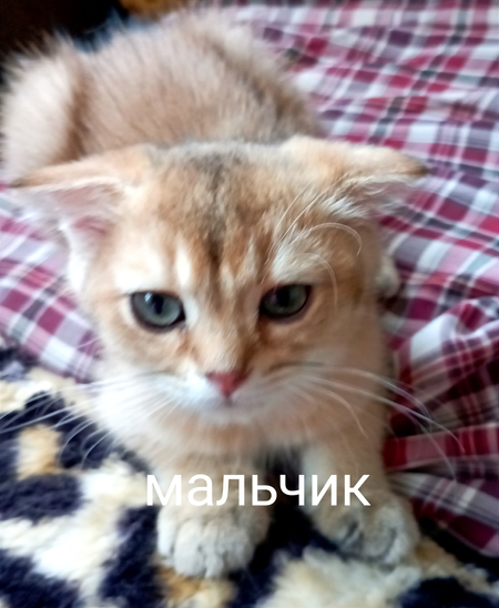 Шотландские котята золотистые шиншилы 2 мес.