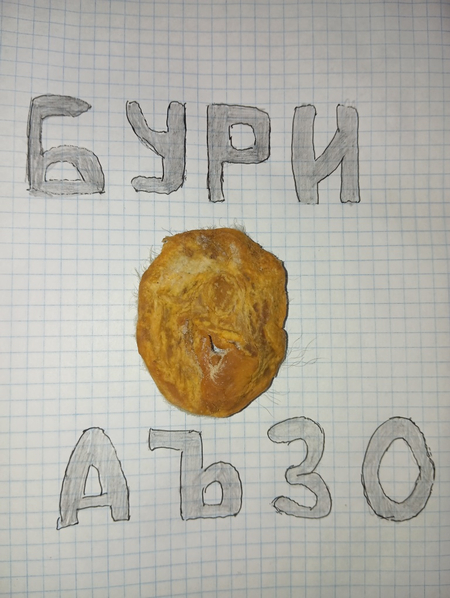 Бури ургочисининг жинсий аъзоси