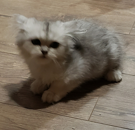 Кошка прекрасная