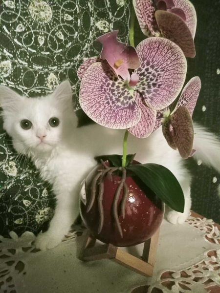 Продам котят породы шотландские скотиш страйт и скотиш фолд