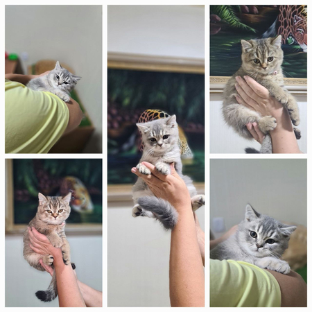 Продается котята