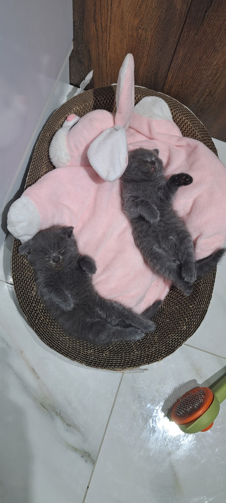 Шотландский котяты