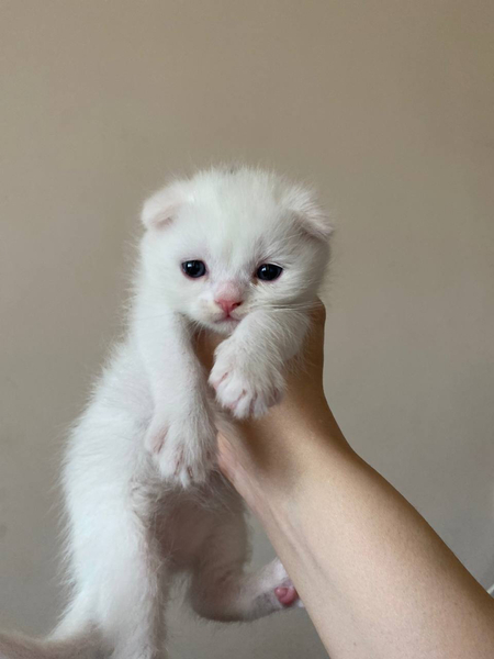 Скоттиш фолд, кот