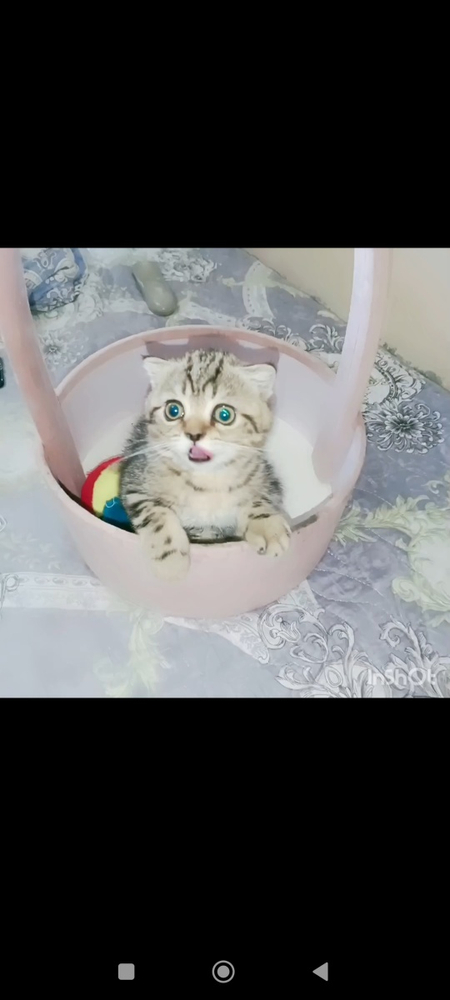 Продаются котята скоттиш страйты