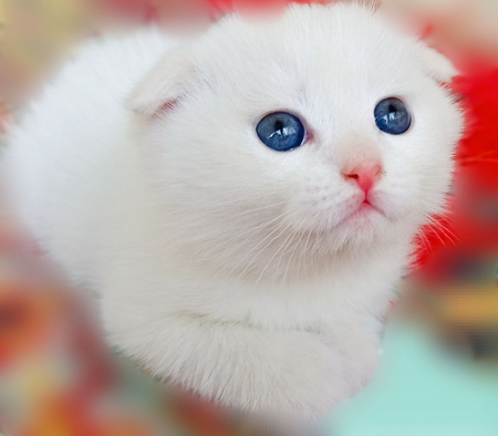 Котёнок/cat/mushuk