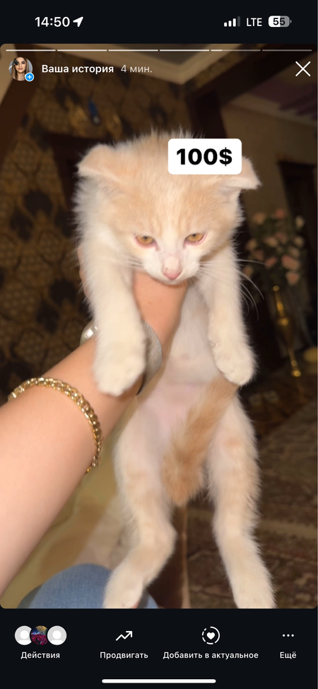 Котёнок скотиш фолд