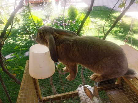 Куйон заец барашка
