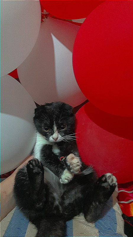 Котенок-подросток Скотиш фолд