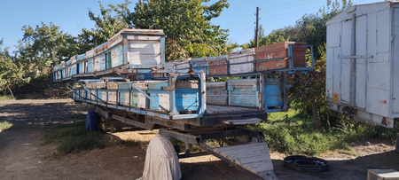 Асалари оиласи , прицеп