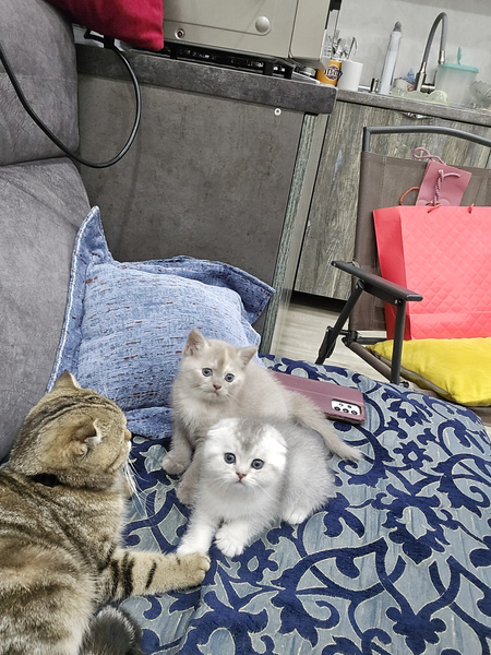 Шотландский котёнок породистая девочка