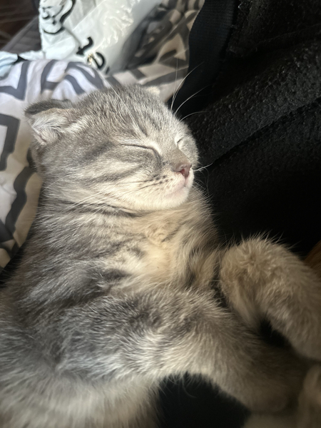 Скотиш фолд (МУЖИК)
